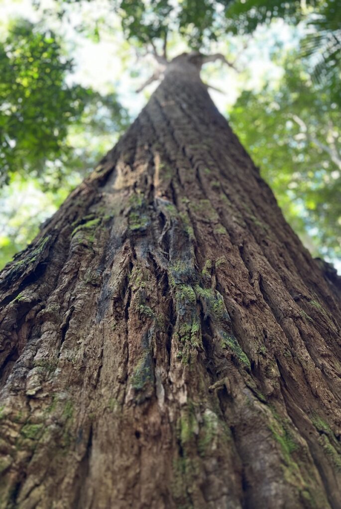 Kingfisher Bay Resort on K'gari – The Ultimate Slow Family Escape