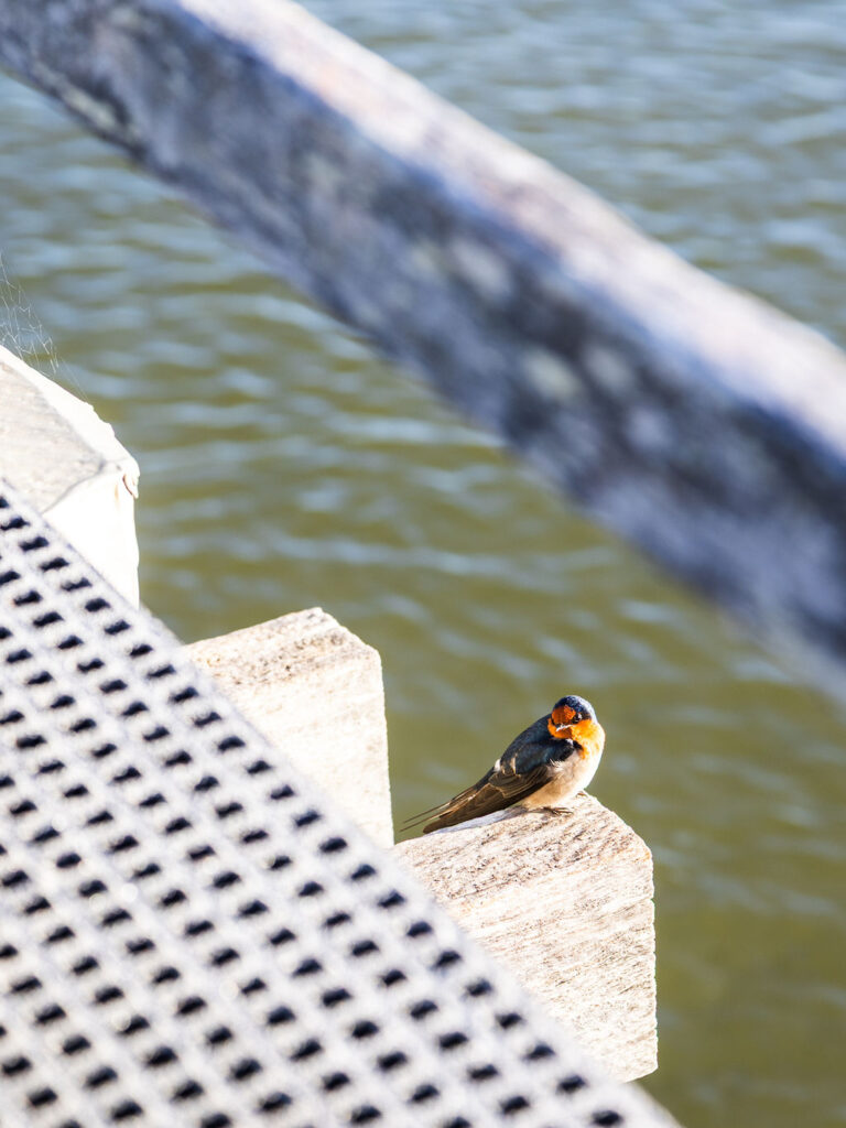 Urunga NSW: How To Spend A Day In This Calming Coastal Pocket